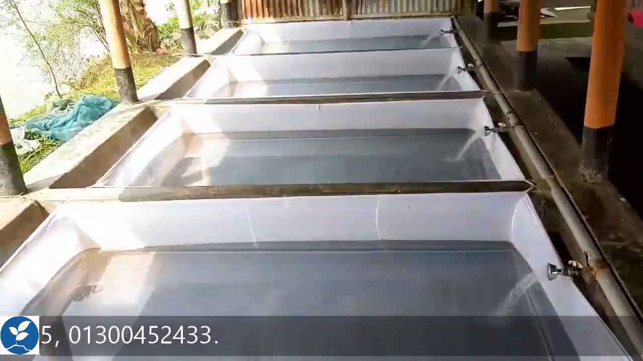 পাবদা মাছের রেণু ও পোনা উৎপাদন। Pabda Fish Farming. ডলফিন মৎস্য ...