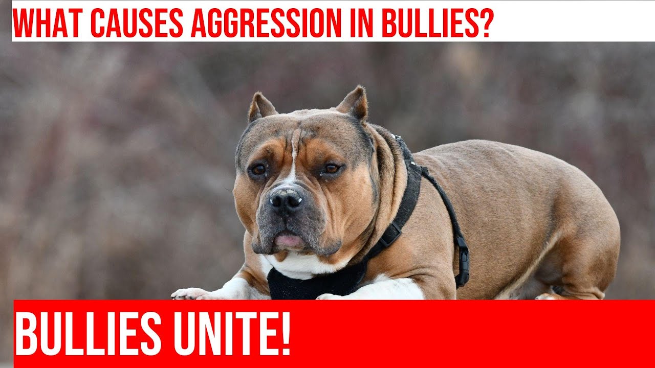 Taming Aggression in American Bullies: A Guide - YouTube