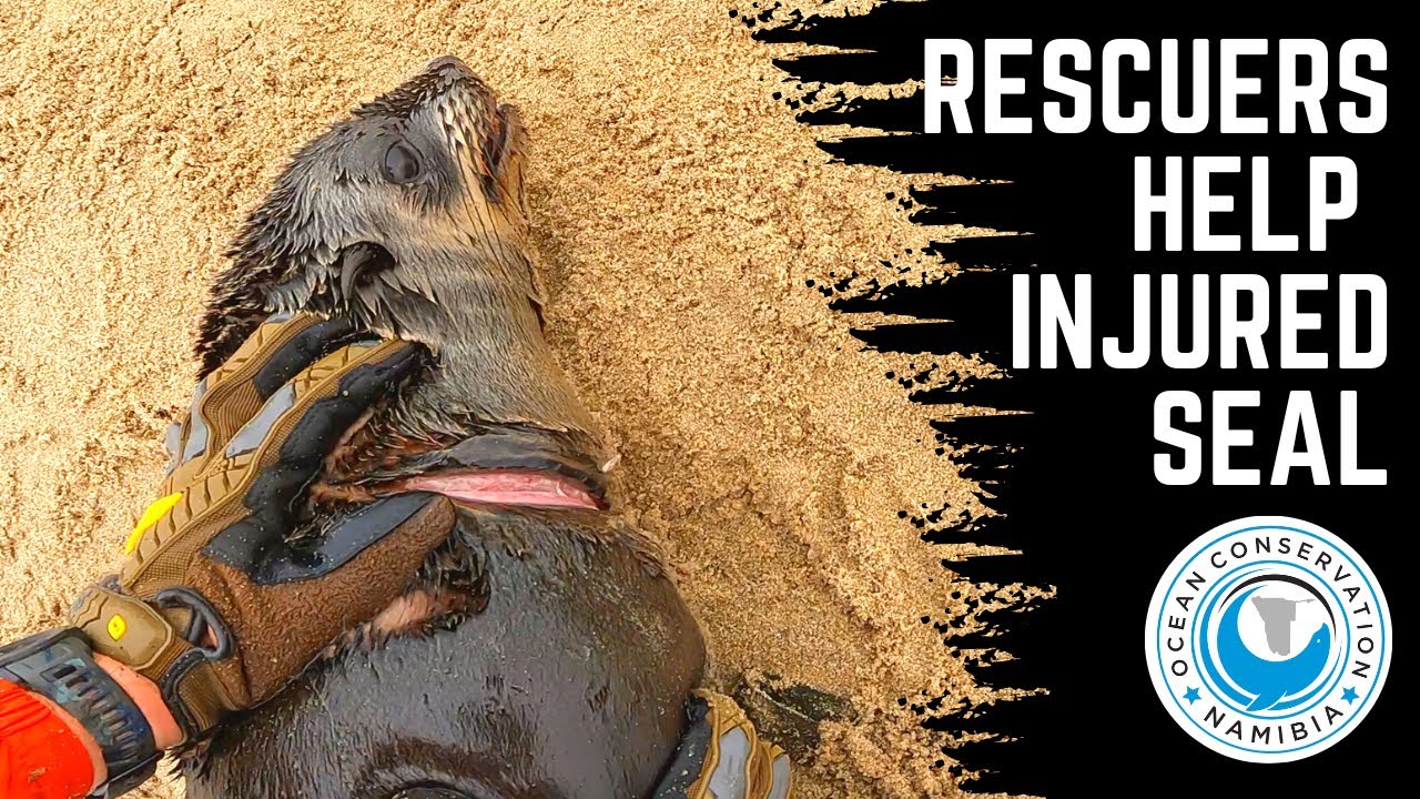 Rescuers Help Injured Seal - YouTube