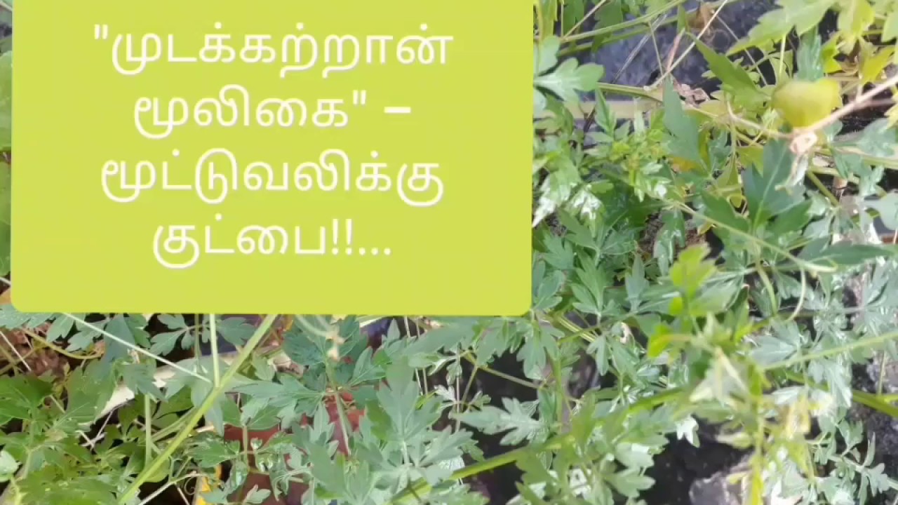 Mudakathan keerai/ Ballon vine herbs #113 (முடக்கற்றான் மூலிகை) - YouTube