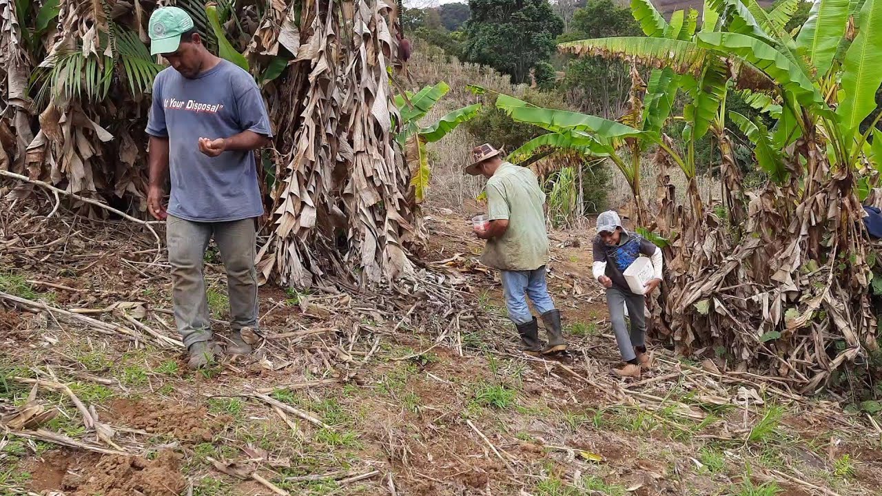 Plantando milho com adubo na cova #agricultura #milho #vidanaroça # ...