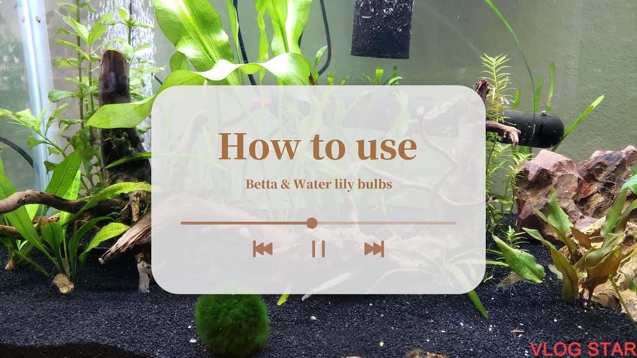 How to use betta bulbs, and water lily bulbs! do they work? IS IT WORTH ...