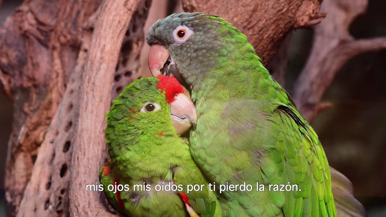 AY QUE BONITO! - YouTube