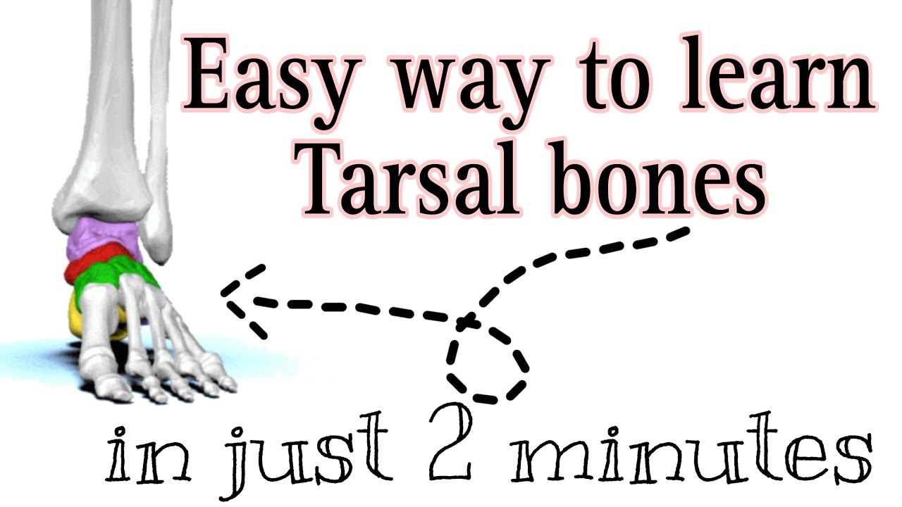 Learn tarsal bones in easy way with mnemonics..#tarsalbones #footbones ...