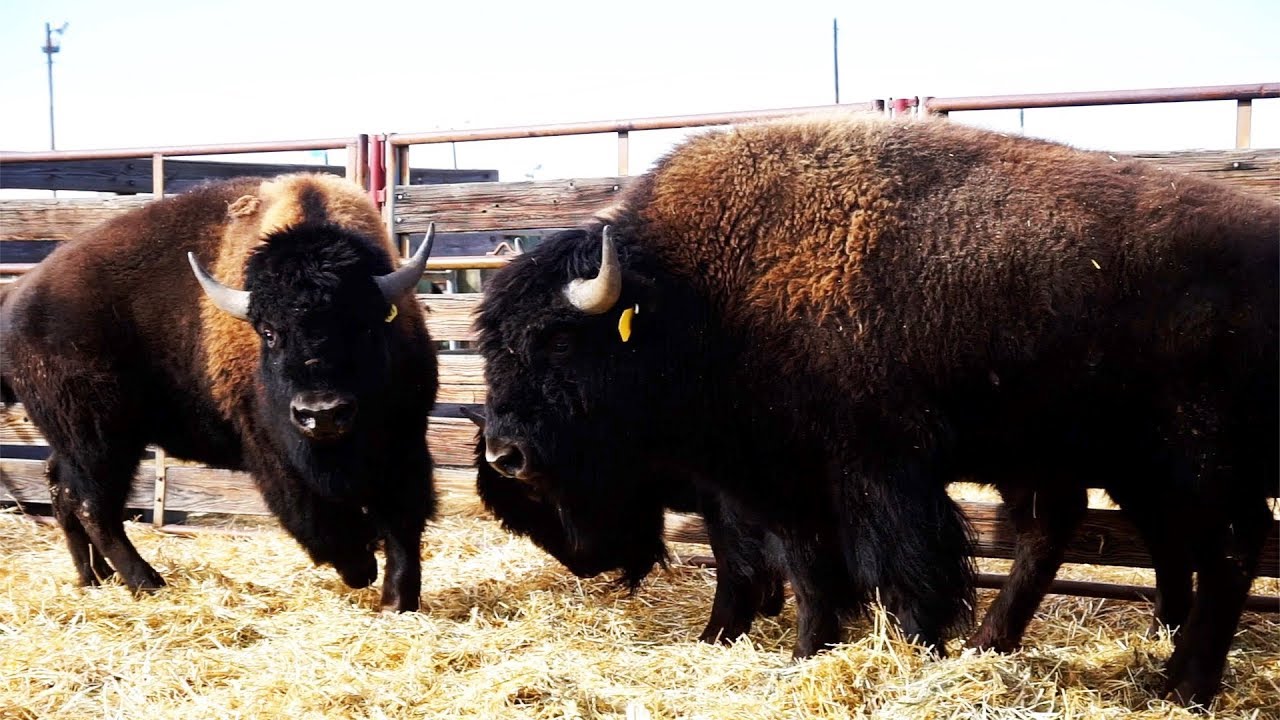 B Is For Bison - YouTube