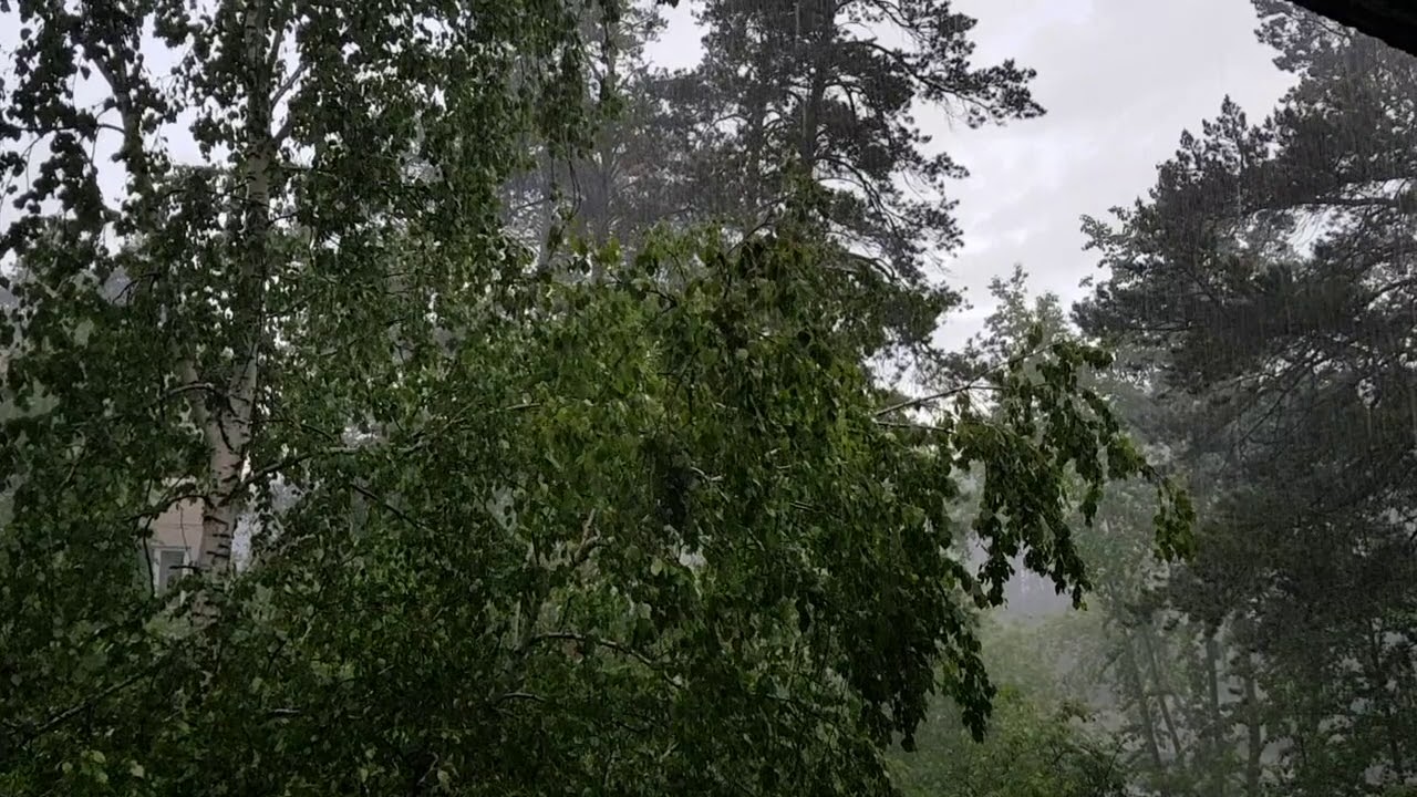 russian jungle - YouTube