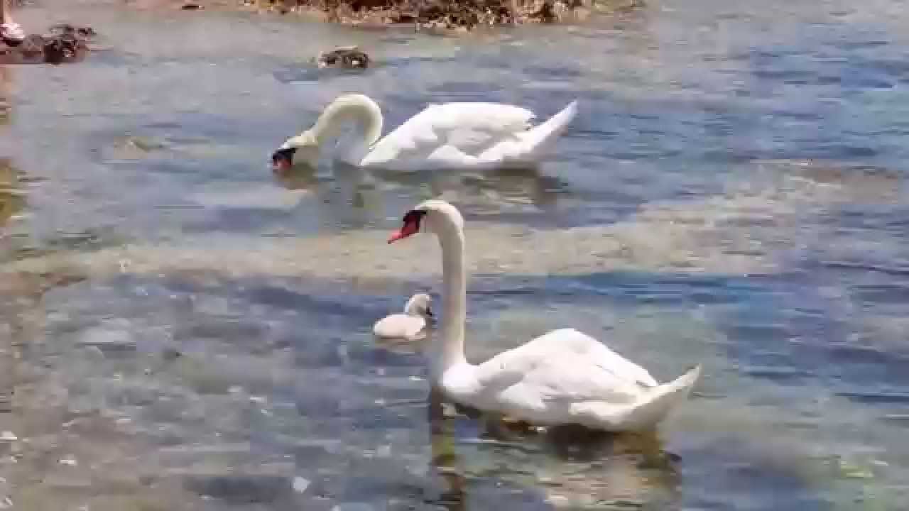 ΚΥΚΝΟΙ ΣΤΟ ΠΟΡΤΟ ΡΑΦΤΗ - YouTube