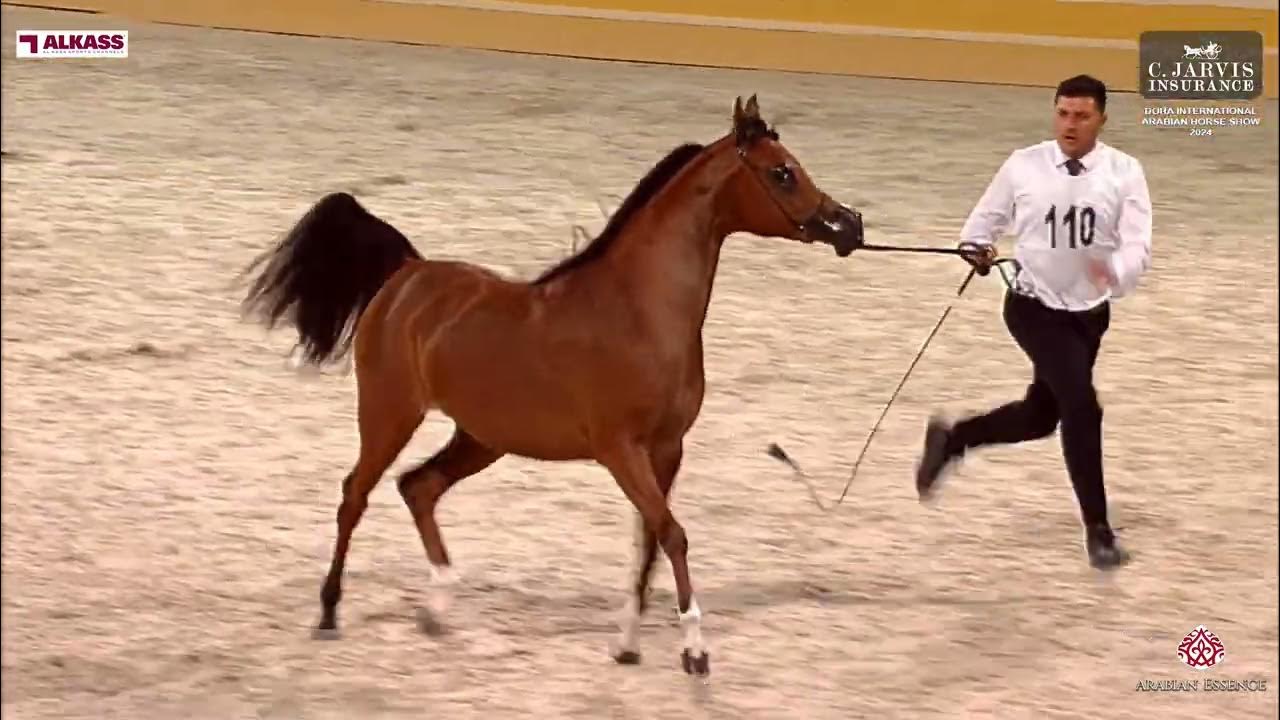 Doha 3rd International AH Show 2024 - Class 2C - YouTube