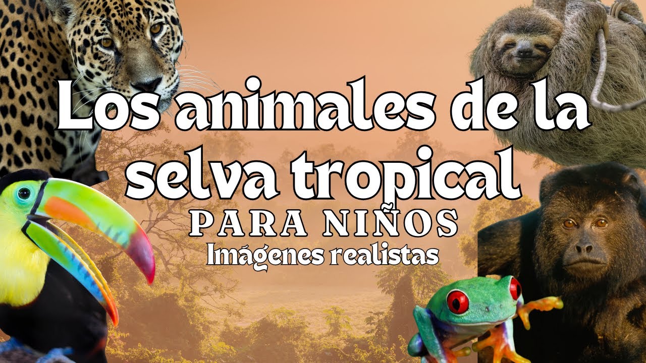 Los Animales de la Selva Tropical - Videos Educativos - Montessori ...