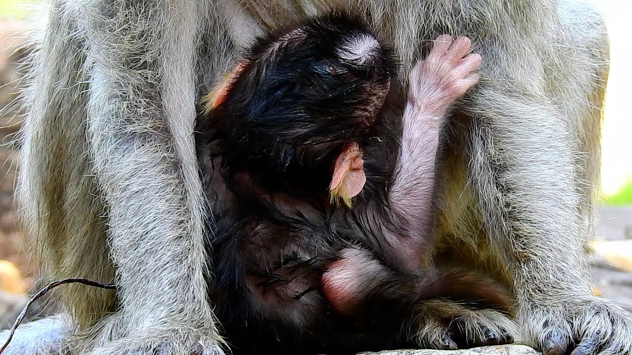 Welcome newborn monkey, baby girl so cute! - YouTube