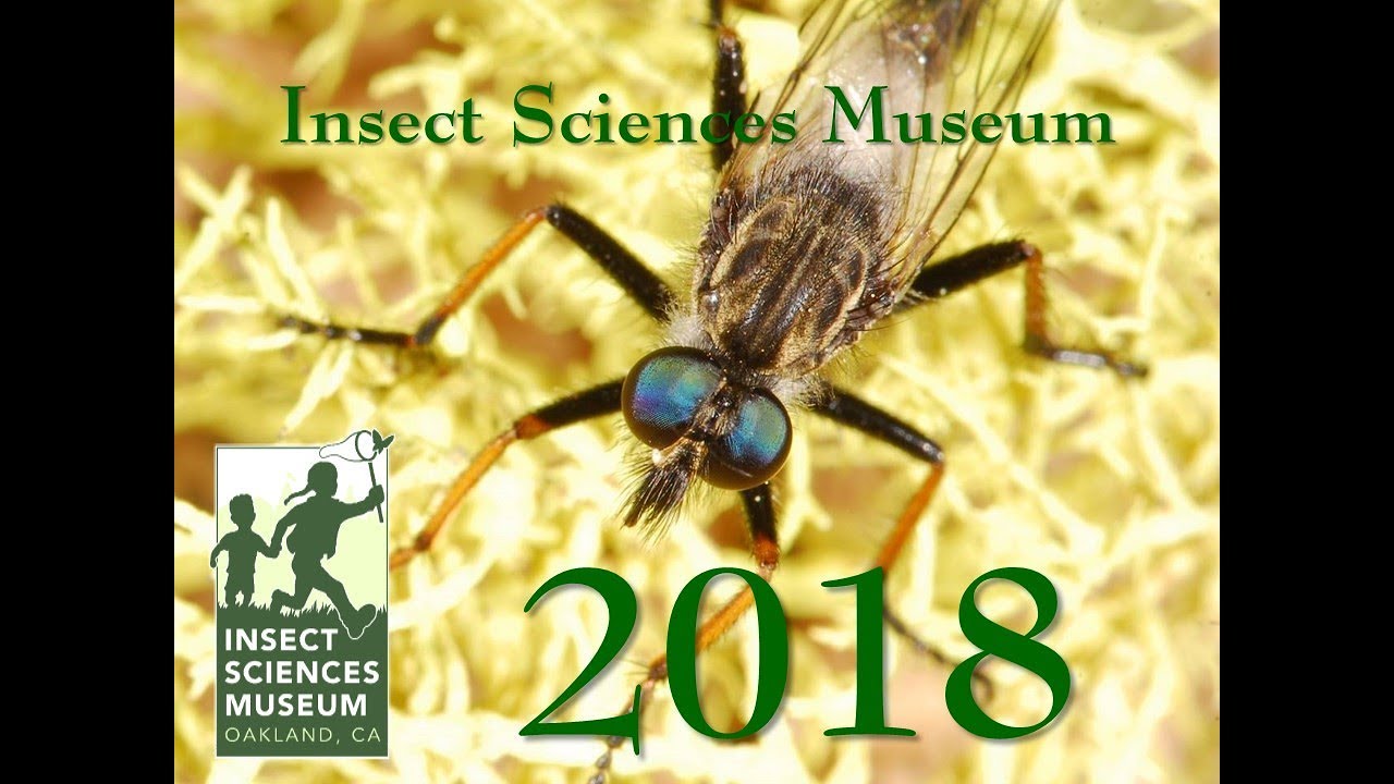 Insect Sciences Museum - Year In Review 2018 - YouTube