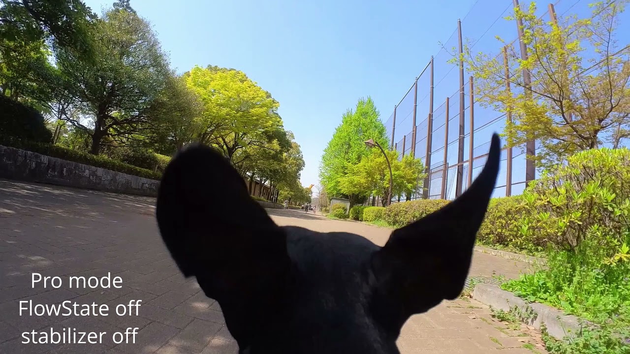 Insta360 go2 POV of DOG - YouTube