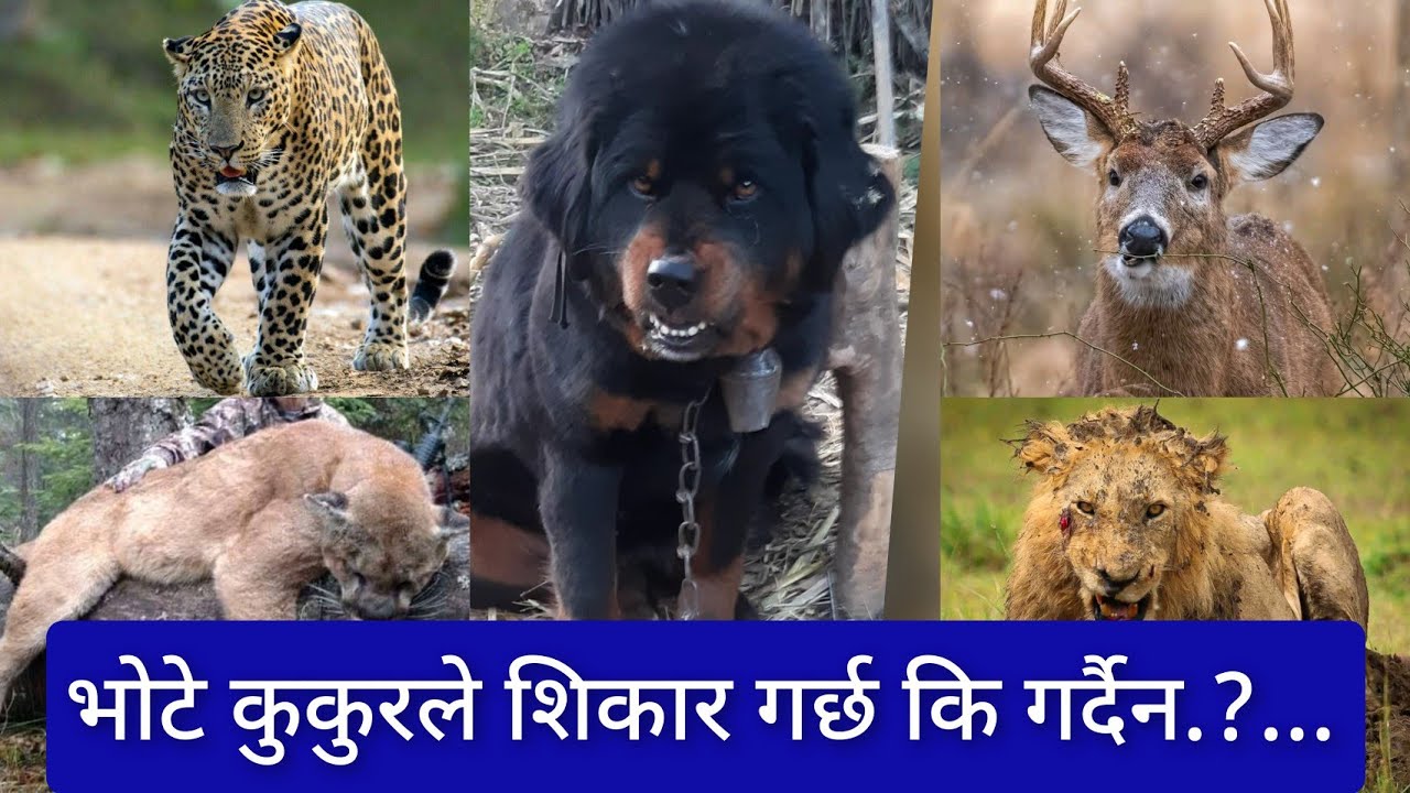 Bhote Kukur In Nepal || Tibetan Mastiff In Nepal || Guardian Dogs ...