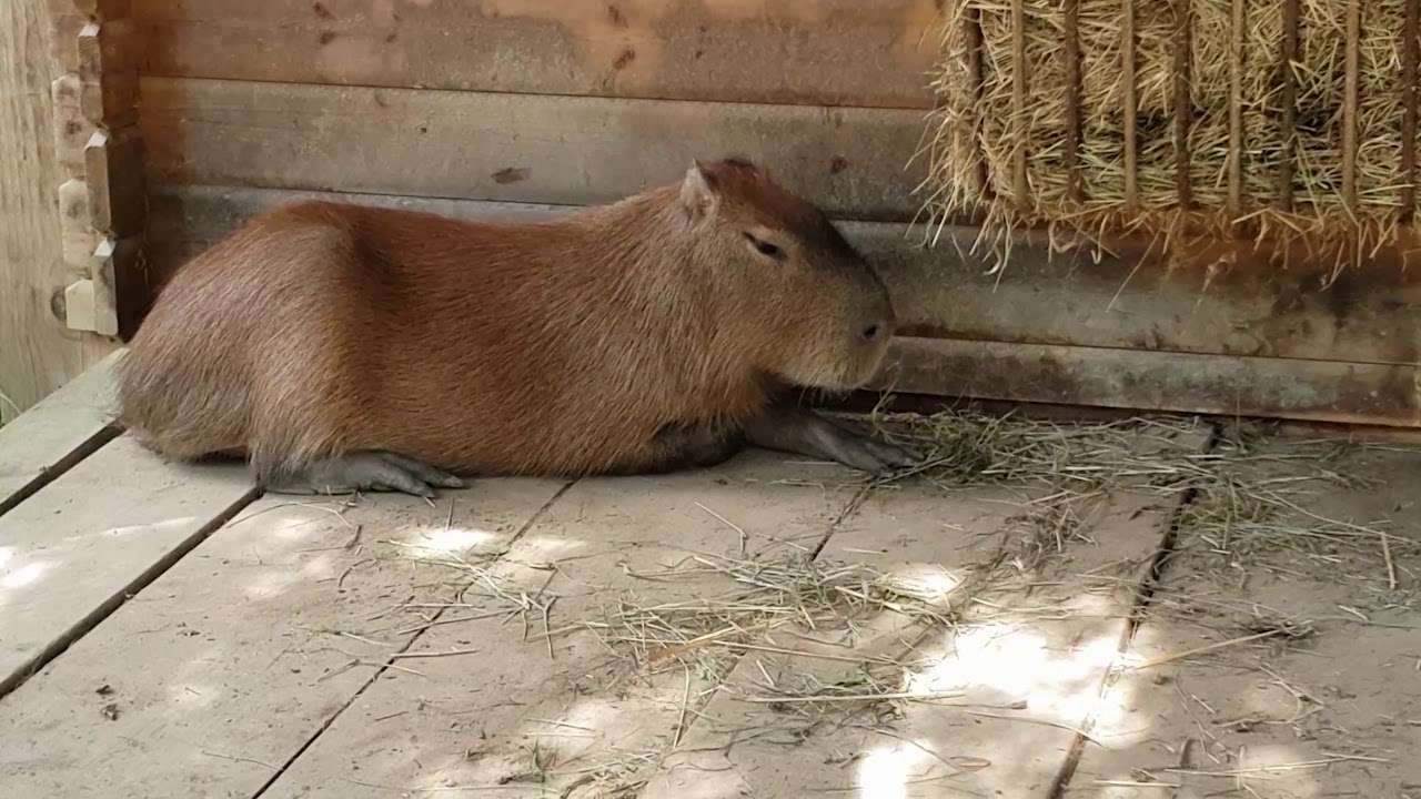 Capybara - Free Copyright Video - Royalty Free - YouTube