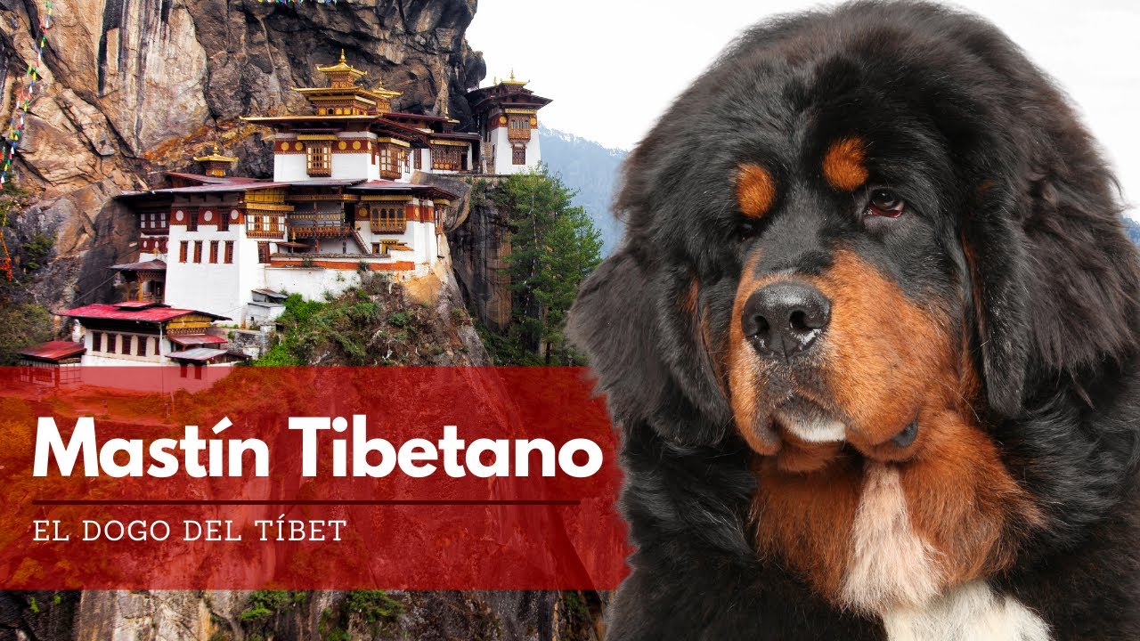 Mastin Rojo Tibetano