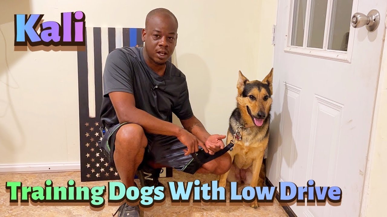 Training Dogs With Low Drive for Food or Toys.. Meet Kali - YouTube