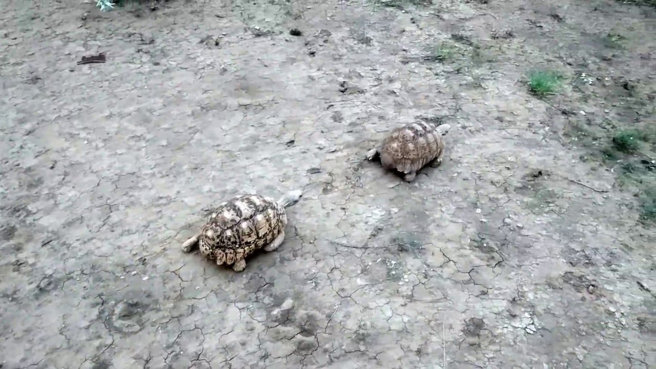 Turtle Dash - YouTube