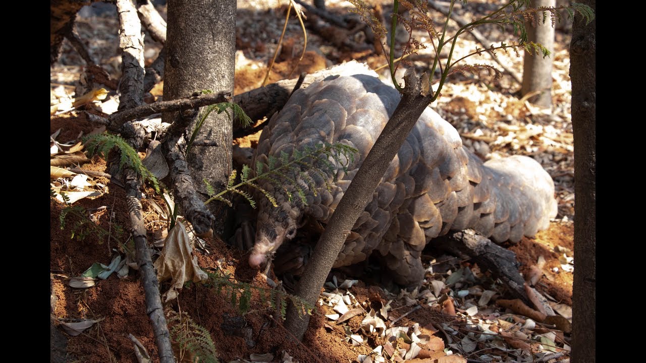 Pangolin Release | Chipangali Wildlife Orphanage - YouTube