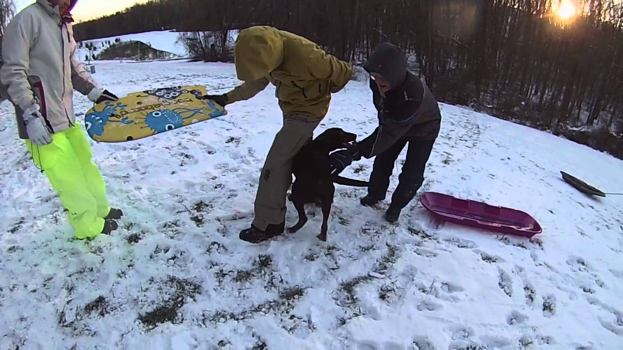 First Person Sledding and the dogs - YouTube