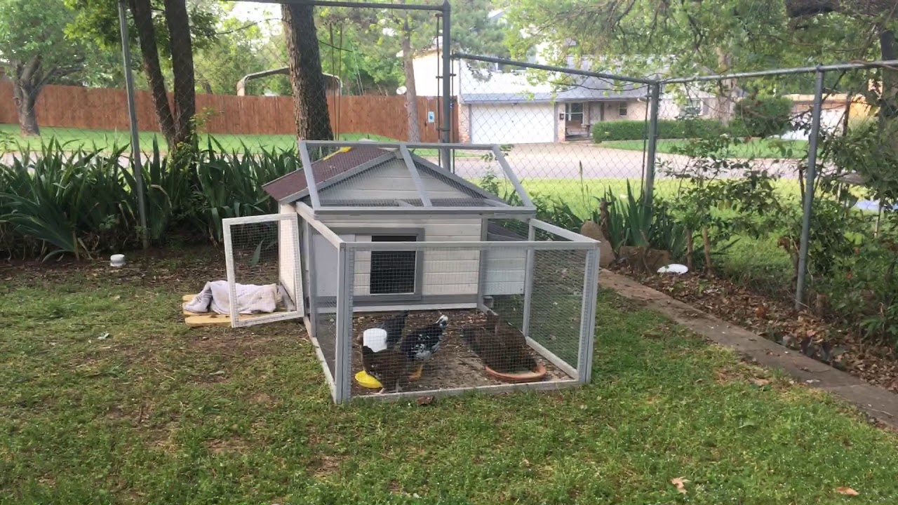 8 weeks baby chicks in backyard - YouTube