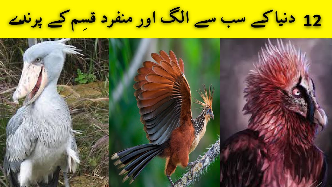 12 Most Amazing And Unusual Birds In The World Urdu Different Types 12-most-amazing-and-unusual-birds-in-the-world-urdu-different-types