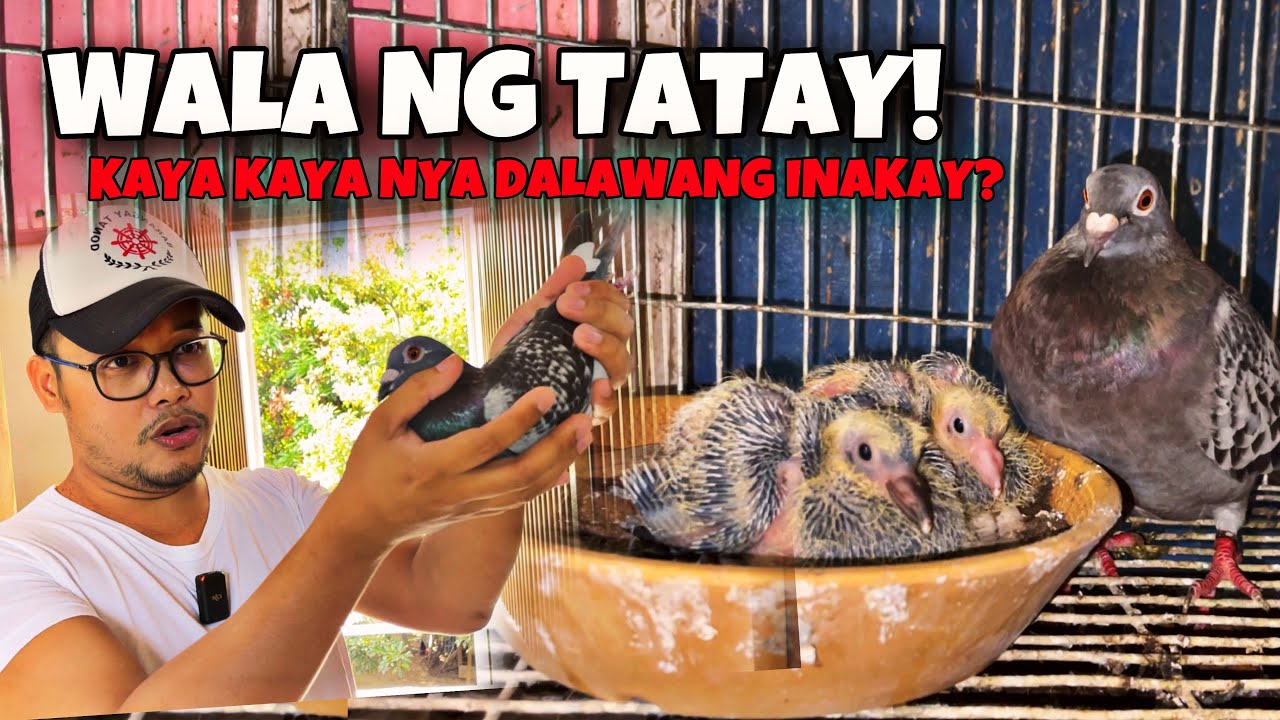 NAWALANG NG KAPARES KALAPATI KO 🥲 - YouTube