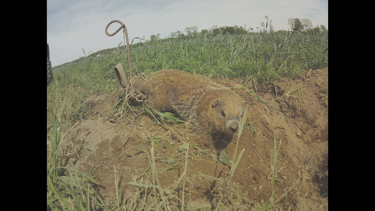 Groundhog Trapping and Some Bad Straight-wind damage! - YouTube