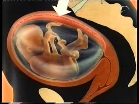 Bio-Bits 47 Zwangerschap - YouTube