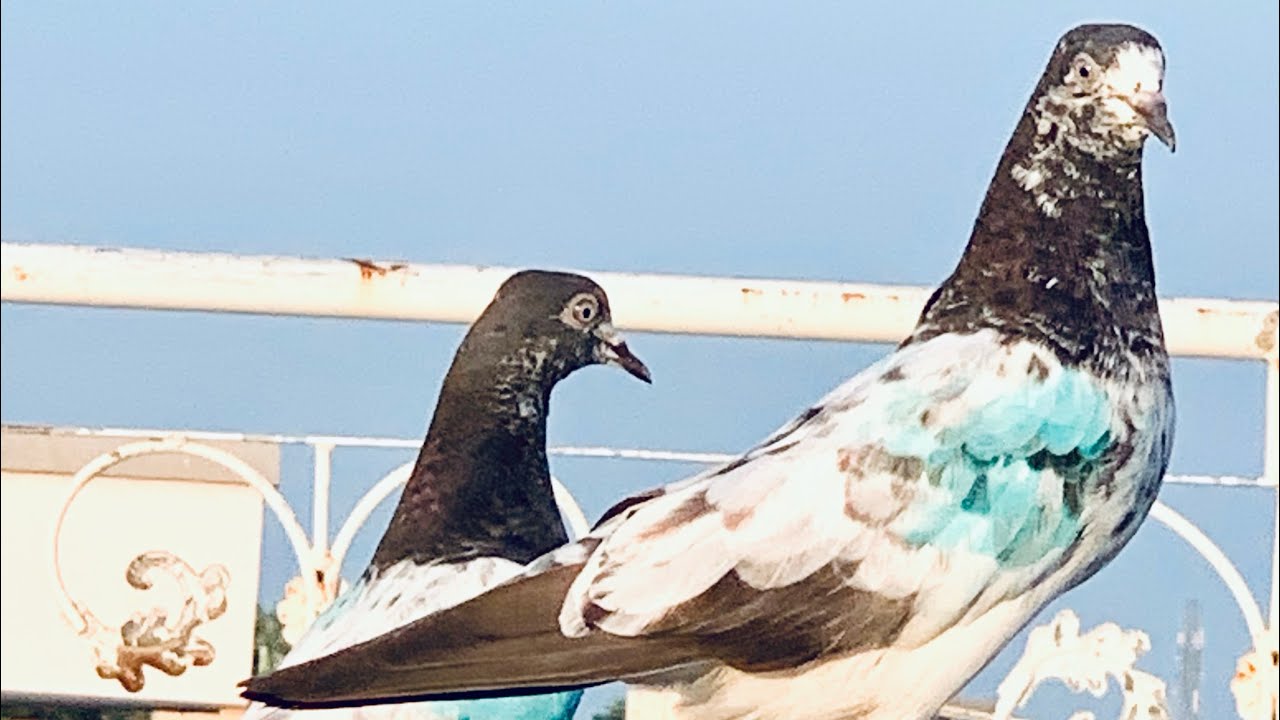 Eid Mubarak all Mashallah aj tu teddy bacha na wapis a ka surprise da ...