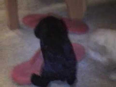 Cockapoo Puppies 4 weeks old (part 3) - YouTube