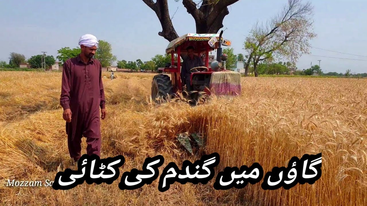 Gundam Ki katai ,Katrai Complete Process Ramzan Mein Gundam ki Kaatai ...