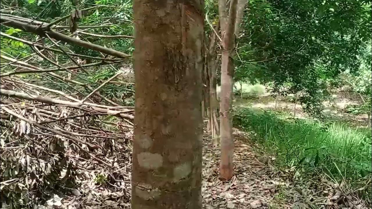 teb ntoo yas - YouTube