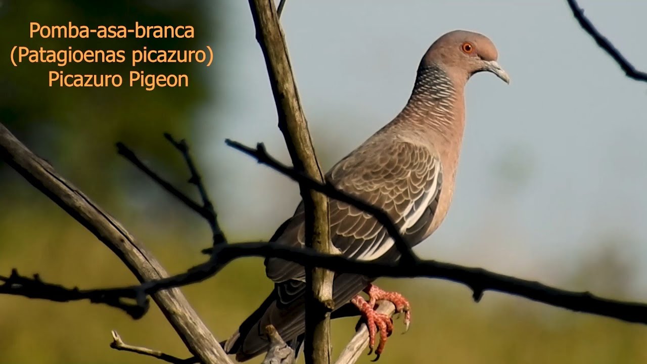 POMBA-ASA-BRANCA (PATAGIOENAS PICAZURO) PICAZURO PIGEON, POMBA-CARIJÓ ...