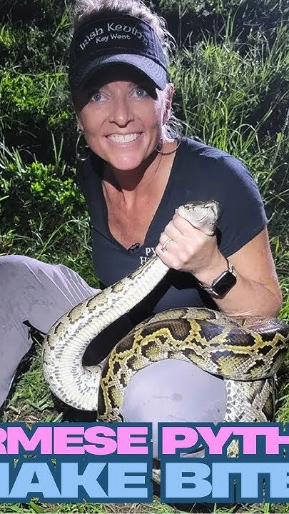 Dwarf Burmese Python Friendly Just Chilling Snake bite - YouTube