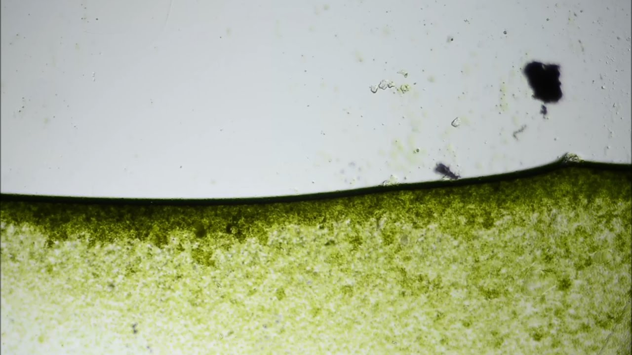 Bubble algae - YouTube
