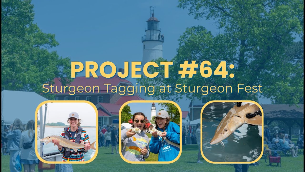 Project #64: Sturgeon Tagging at Sturgeon Fest - YouTube