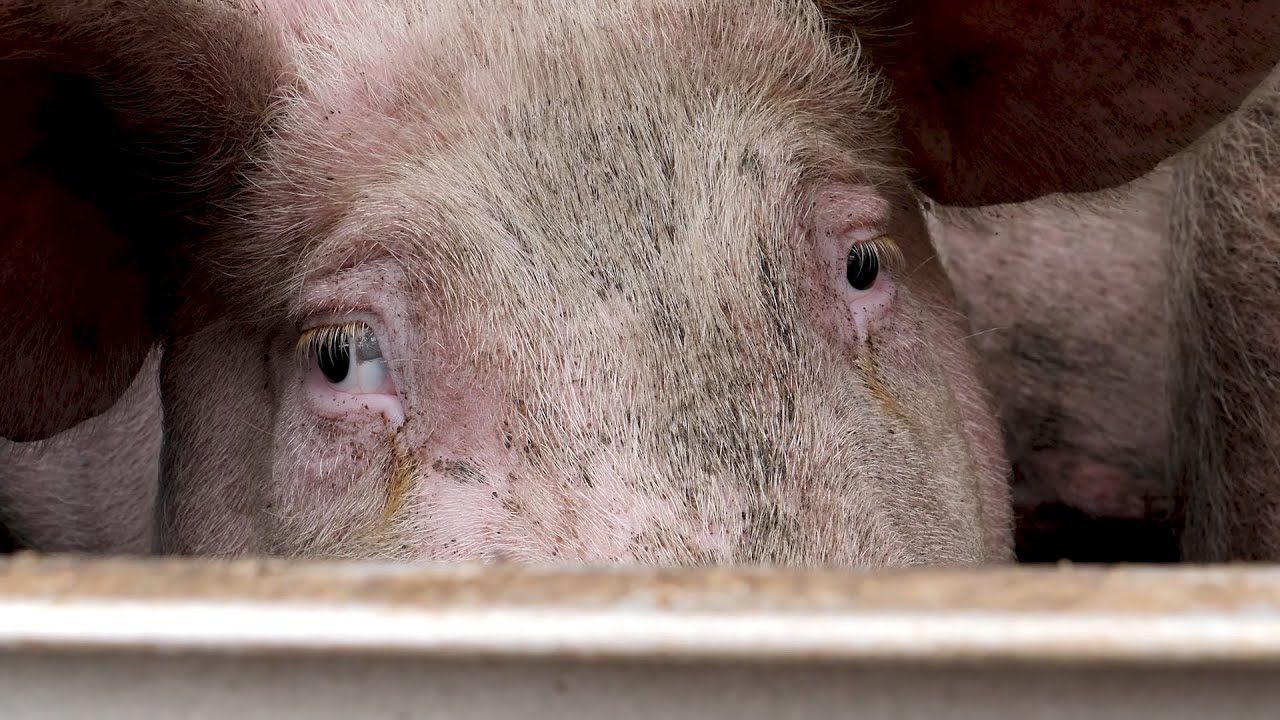 Diamond Valley Pork Slaughterhouse Vigil - Melbourne Pig Save ...
