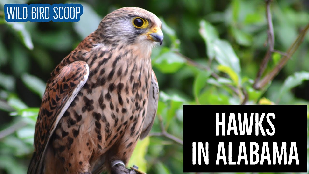 Hawks In Alabama: 7 Commonly Spotted Birds Of Prey - YouTube
