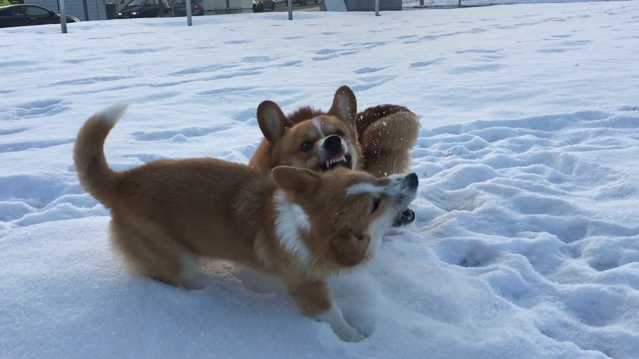 Corgi fight in snow - YouTube