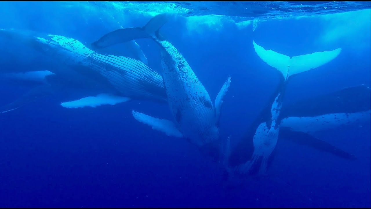 Baleines à bosse, Moorea saison 2023, avec Tahiti Shark Expéditions ...