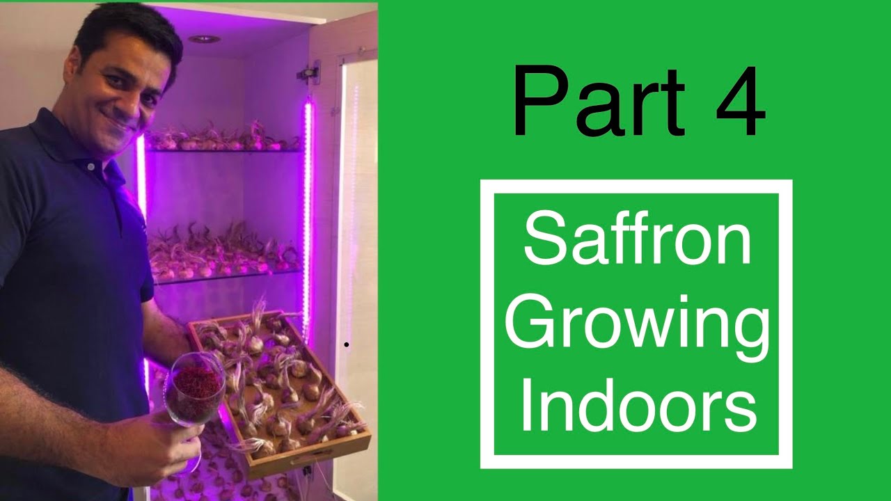 Necessary equipment for saffron growing indoors (Part 2) - YouTube