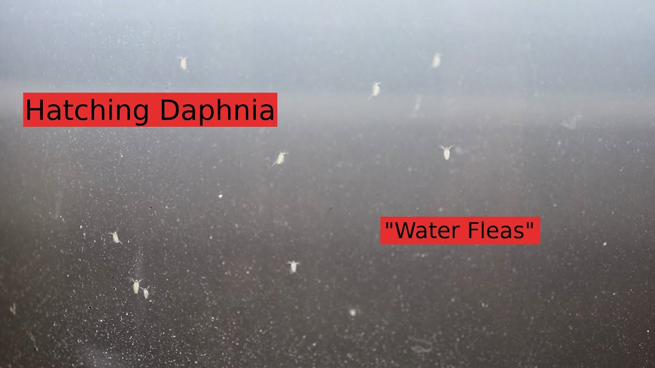 How to Hatch Daphnia From Eggs - YouTube