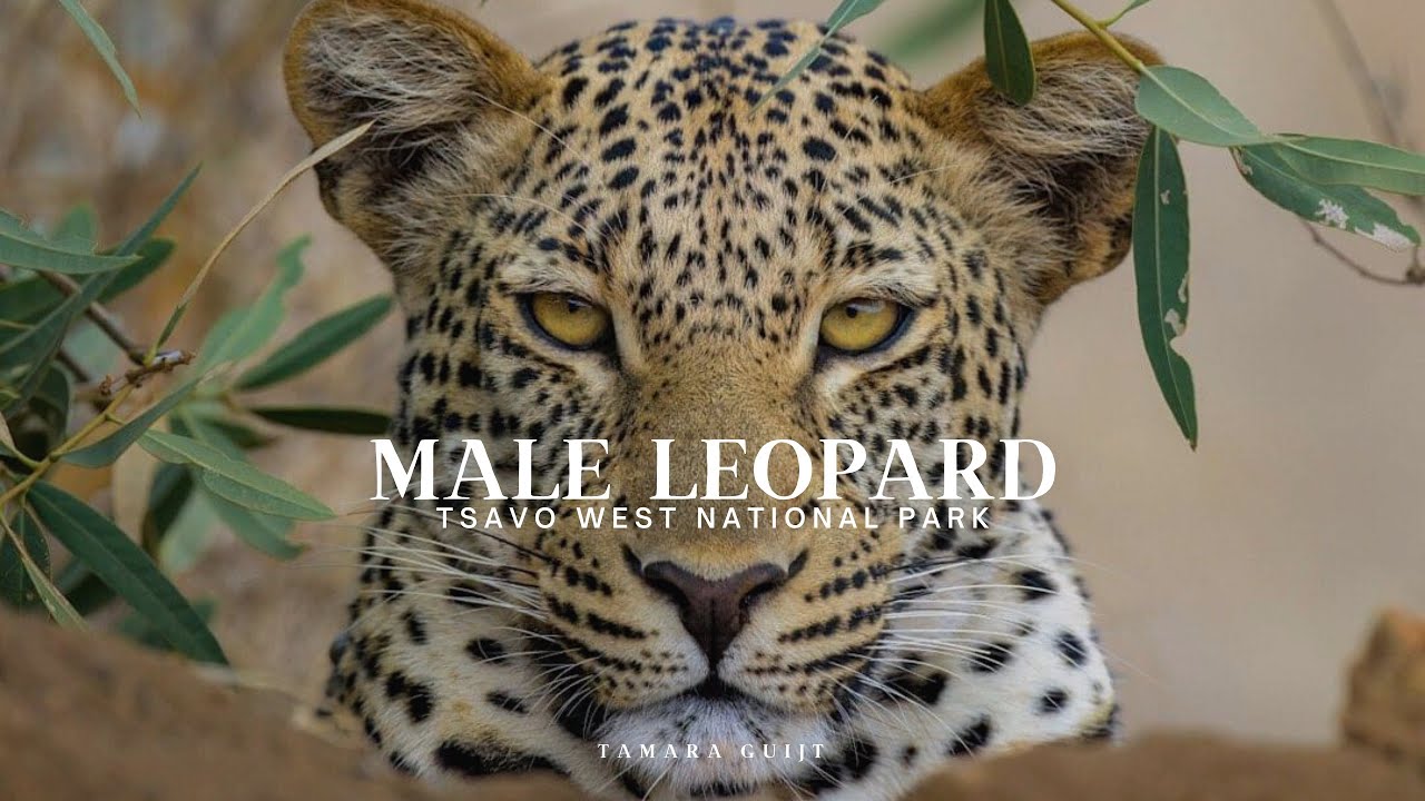 Male Leopard - Travo West National Park - Kenya 4K HDR - YouTube