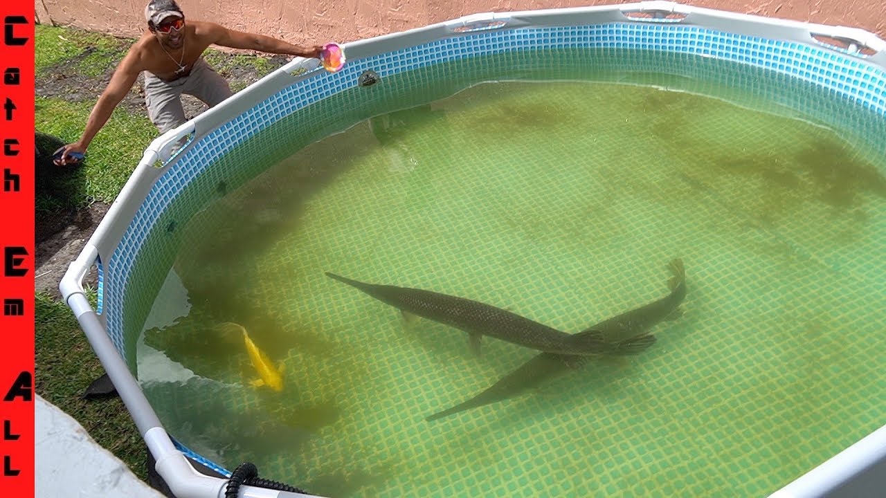 LONGNOSE LOG FISH with ISOPODS! **Biggest I've Ever Kept Alive** - YouTube