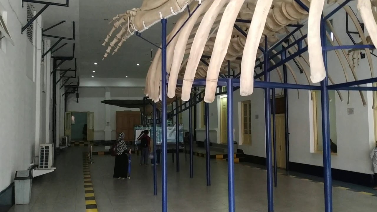 Museum Zoologi Bogor Kebun raya part 2 - YouTube