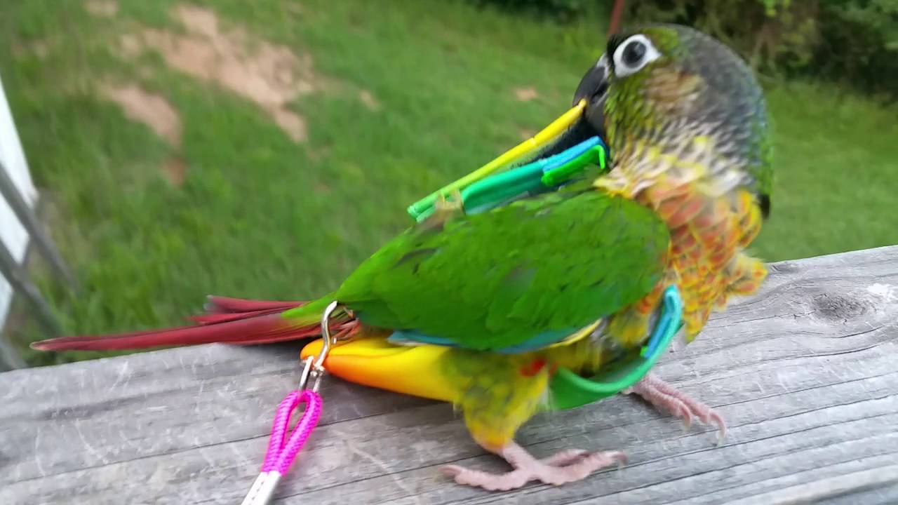 Conure Tries Out His New Flight Suit - YouTube