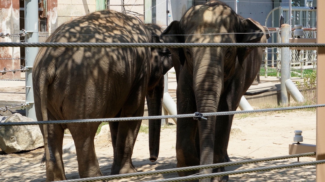 Asian elephants"Dorona""Champaka""Bhavani" in the shade 20250815_5 ...