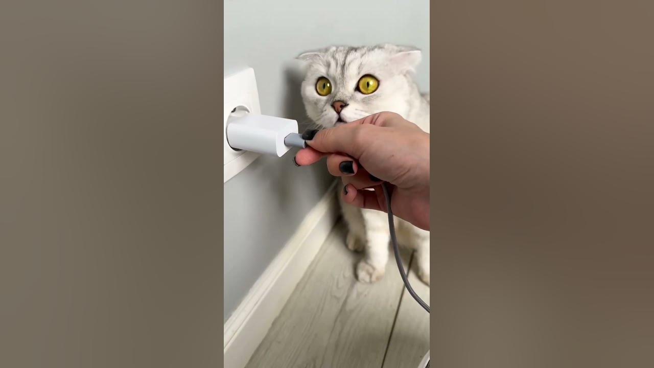 Famous Cat Sonya And Kisa Youtube