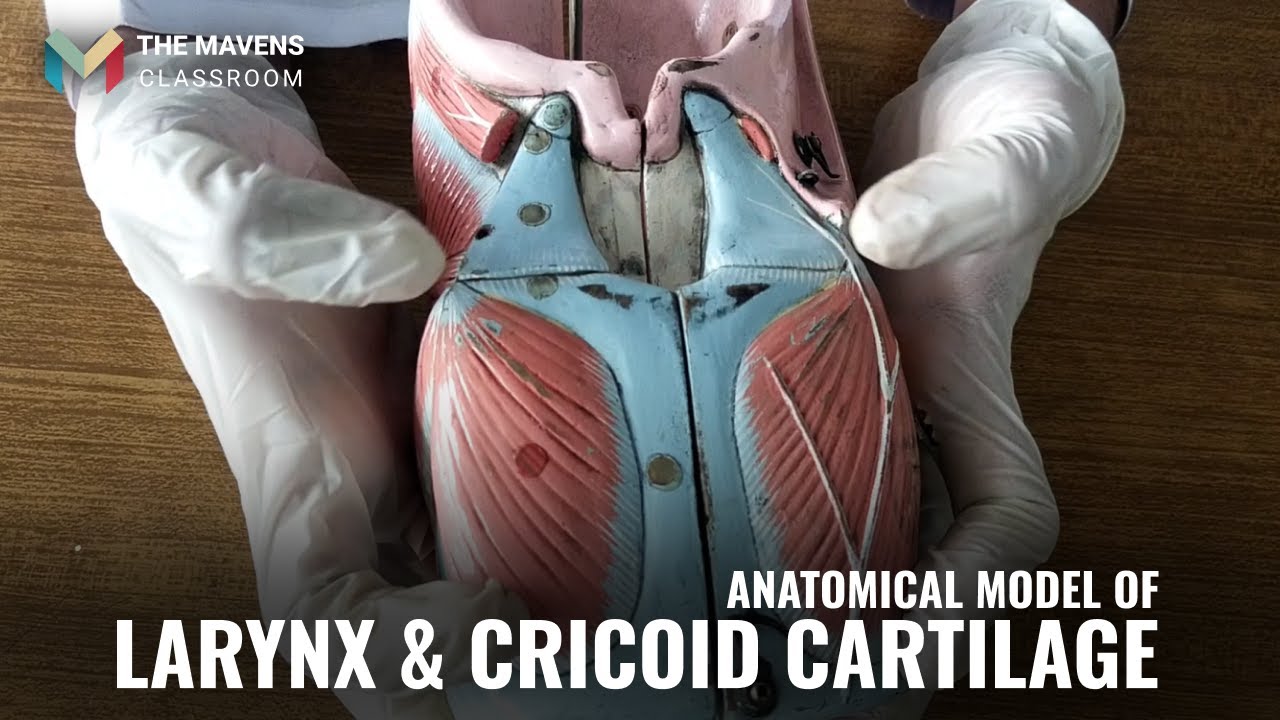 Anatomical Model of Larynx | Arytenoid Cartilage | Cricoid Crtilage ...