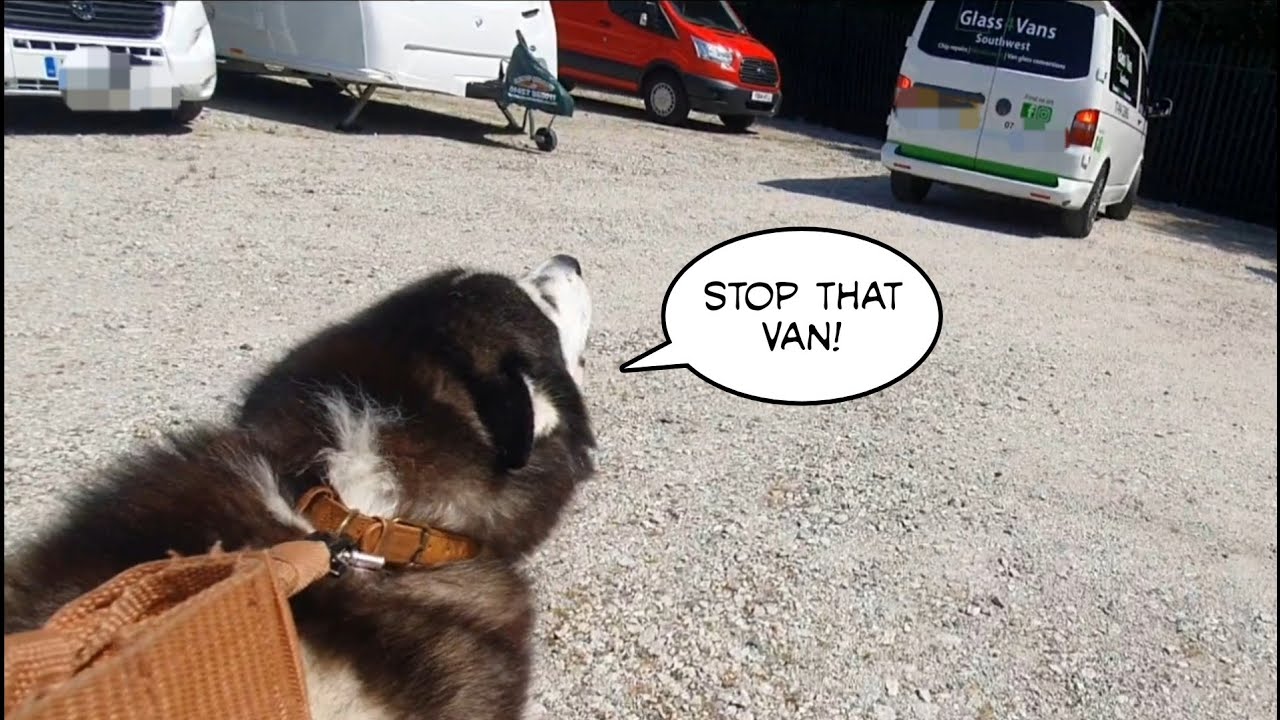 Dog Always gets his own way by Arguing with Owner - YouTube